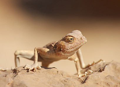 רגע בטבע: גורי שועלים סקרנים וחרדון מטייל