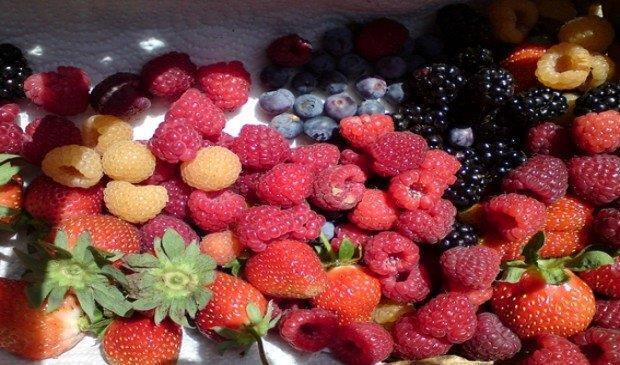 מהגולן ועד לחבל יתיר: זה הזמן לקטוף דובדבנים