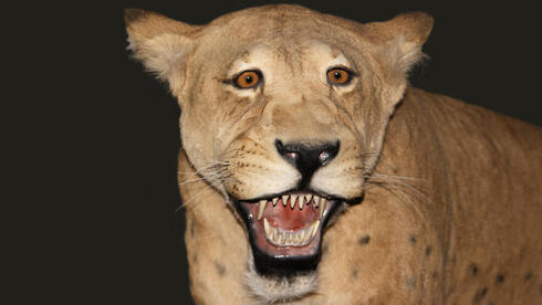 35,000-year-old saber-tooth cub found in Siberia